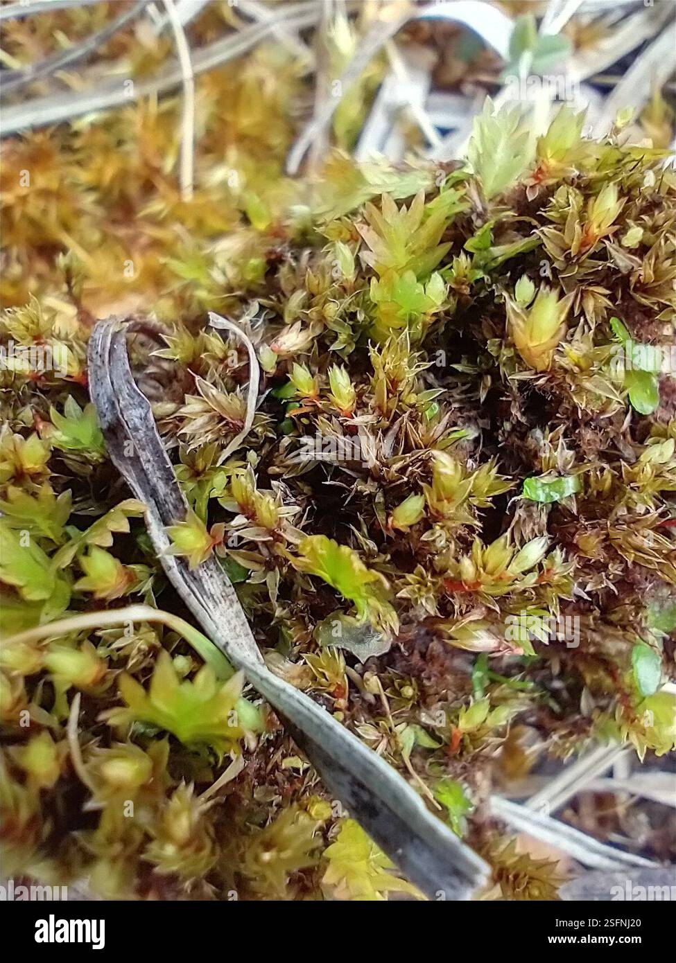 Long-leaved Thread Moss (Ptychostomum pseudotriquetrum), Plantae, 4493 ...