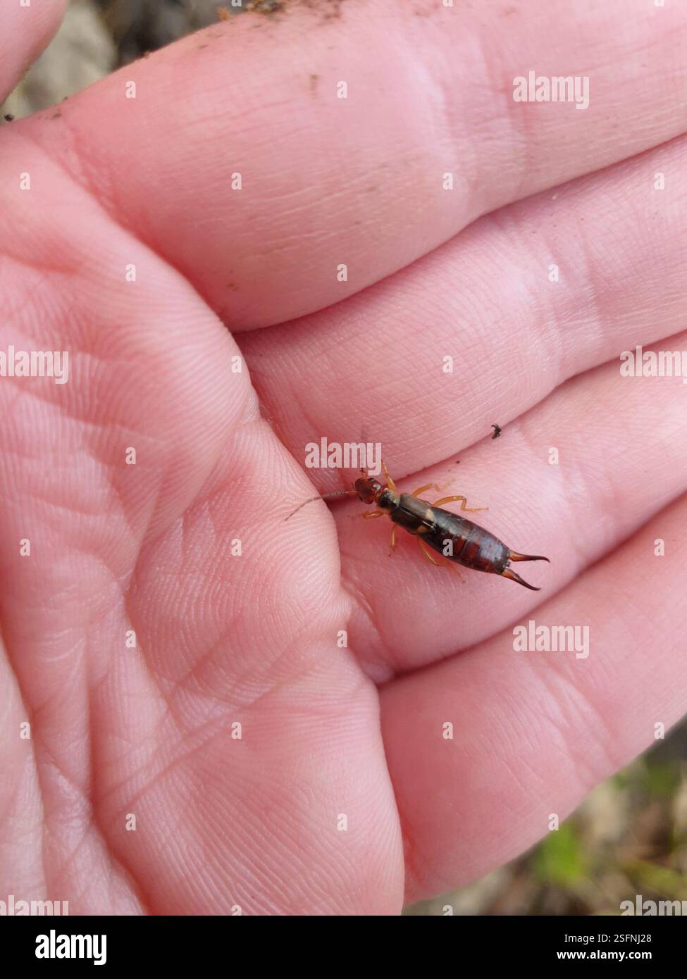 European Earwig Complex (Forficula auricularia), Insecta, Dumfries, UK ...