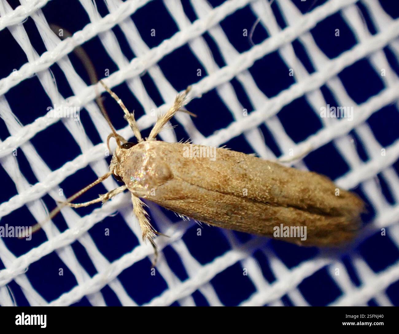 Curved-horn Moths (Gelechioidea), Insecta, Santo Antão, Cape Verde, CV ...