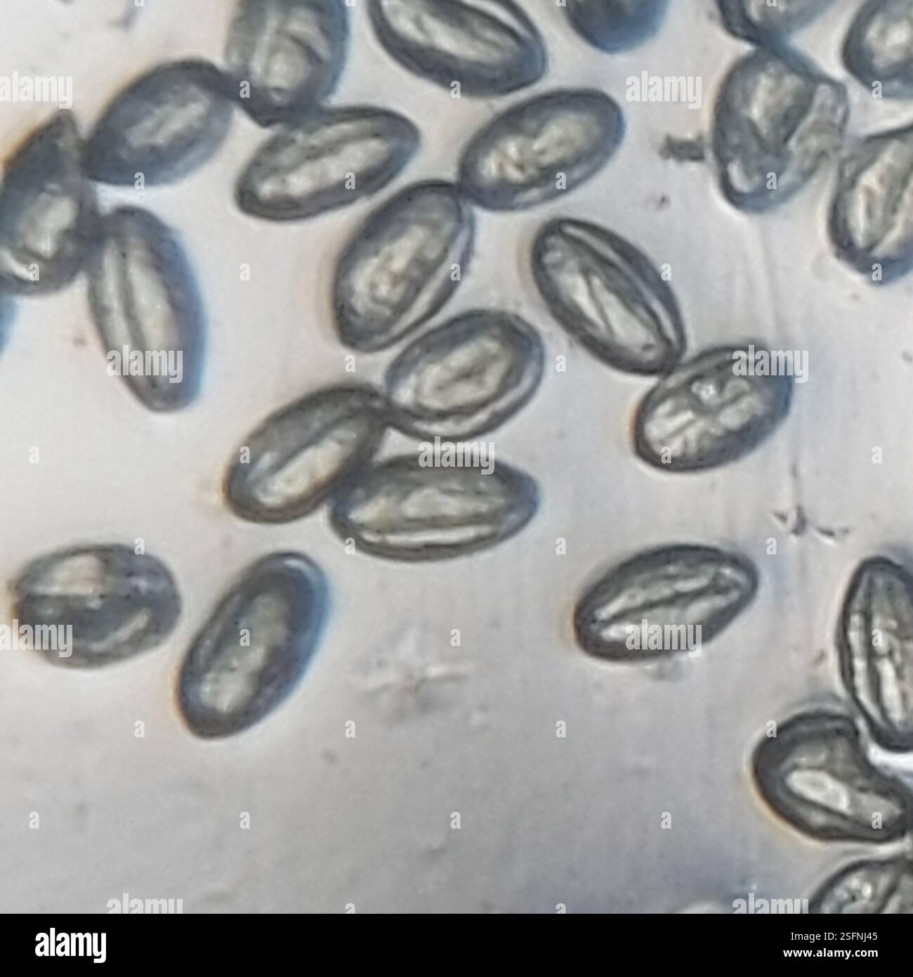 creeping false-holly (Jaltomata procumbens), Plantae, La Pitaya, 91612 ...