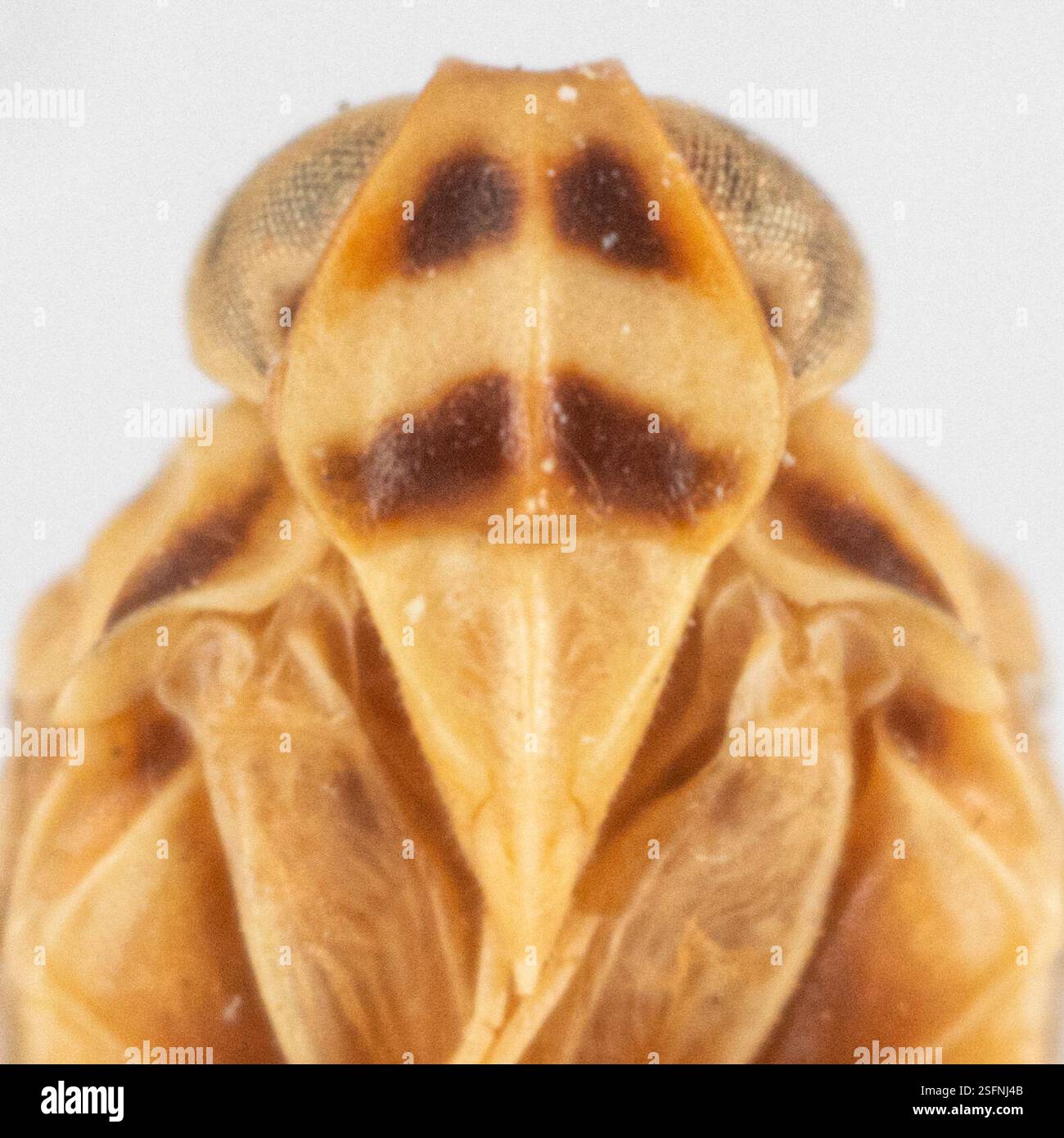 (Haplaxius laevis), Insecta, Chapingo, 56227 Texcoco, State of Mexico ...