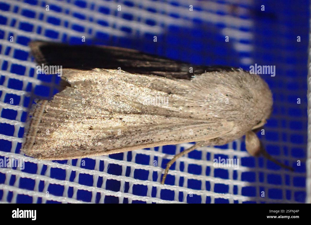 Wainscot Moths (Leucaniini), Insecta, Santo Antão, Cape Verde, CV Stock ...