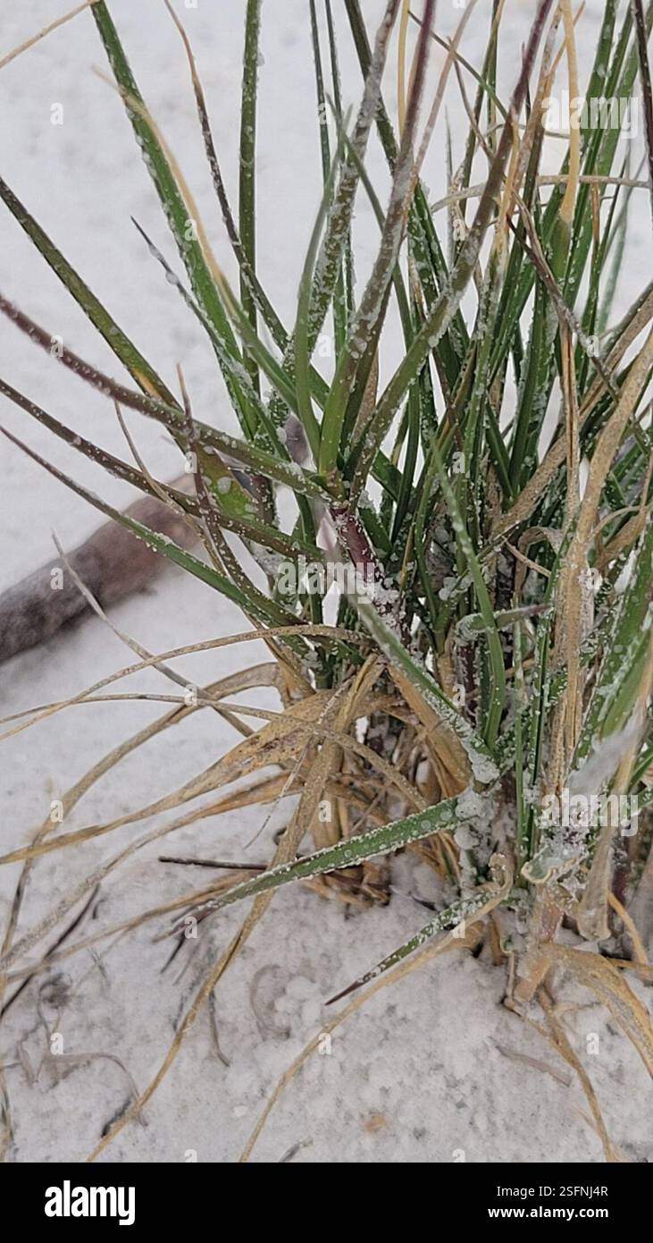 monocots (Liliopsida), Plantae, Hillsborough County, FL, USA Stock ...