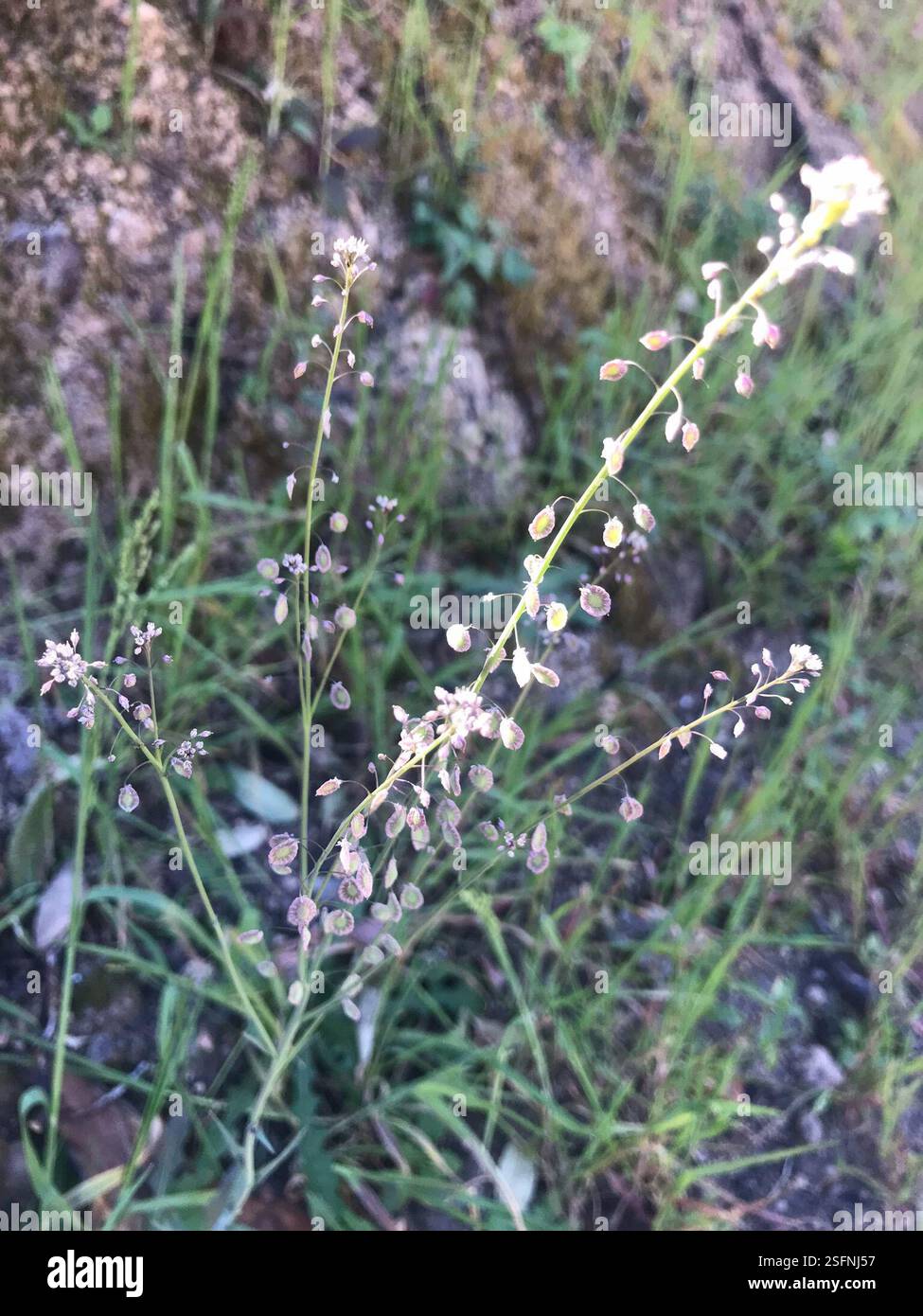 sand fringepod (Thysanocarpus curvipes), Plantae, Robert Louis ...