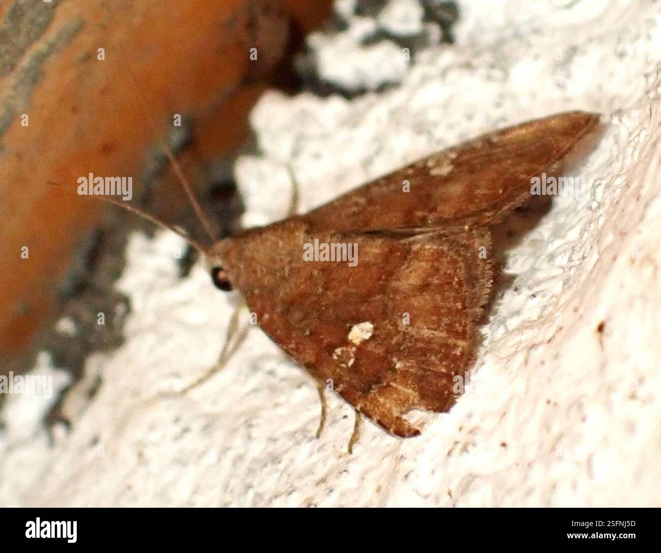 Oriental Eight-spot (Amyna axis), Insecta, Santo Antão, Cape Verde, CV ...