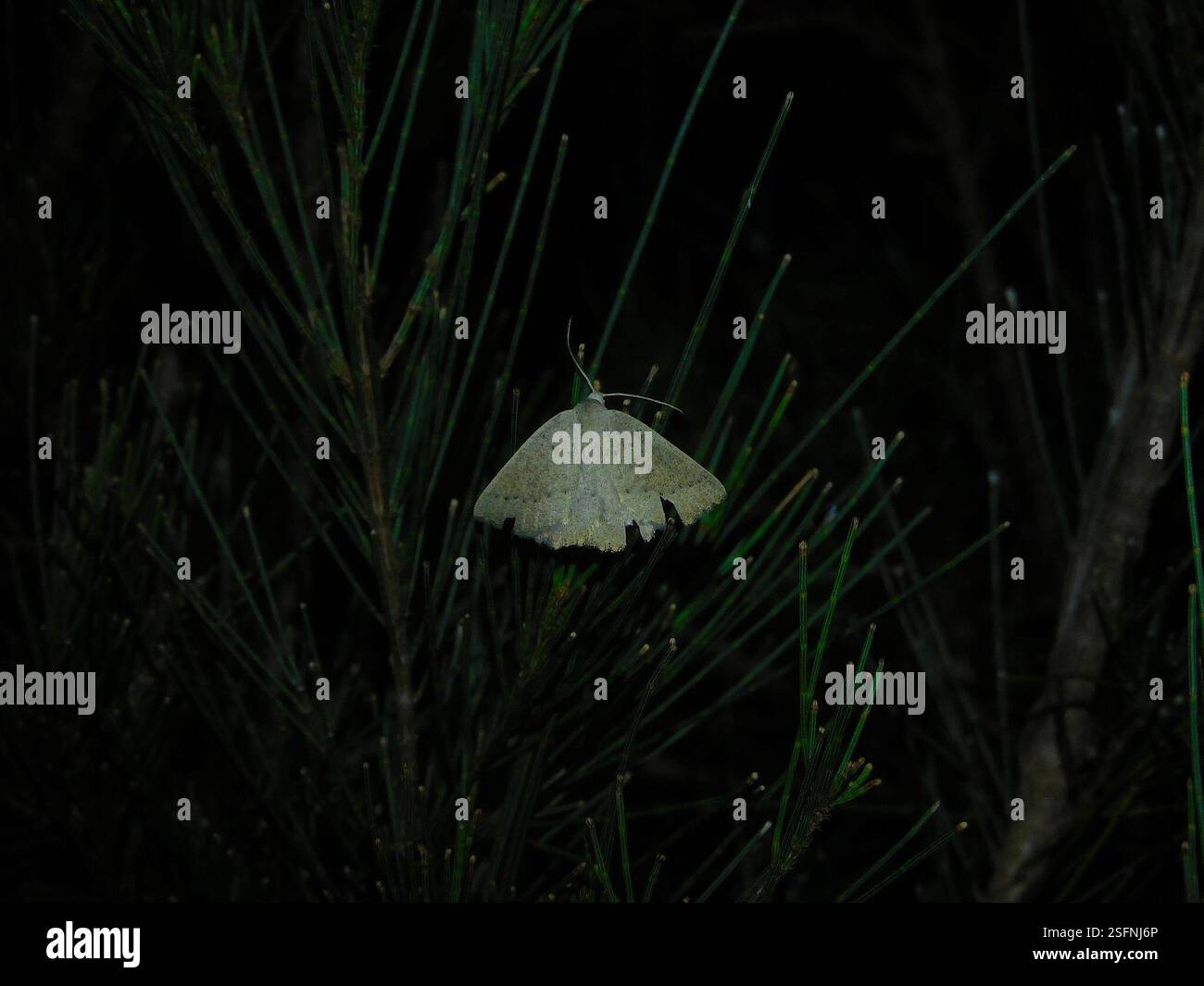 Cape Moths (Amelora), Insecta, Hobart TAS, Australia Stock Photo - Alamy