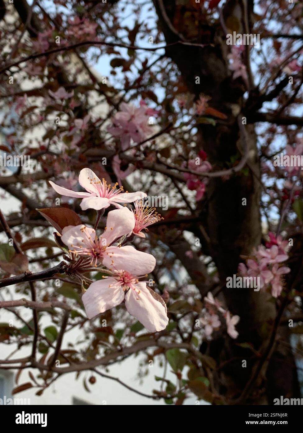 plums, cherries, and allies (Prunus), Plantae, Texas, US Stock Photo ...