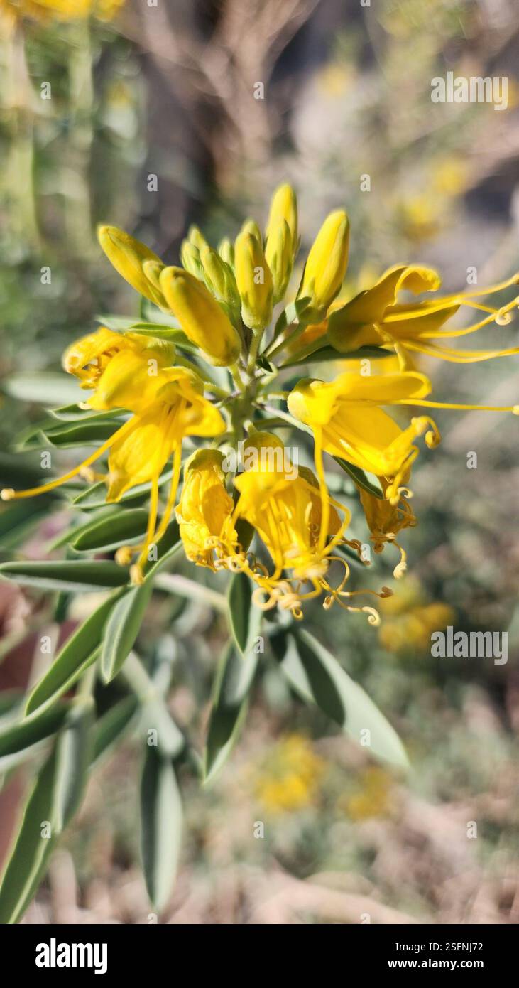 Bladderpod (Cleomella arborea), Plantae, Riverside County, US-CA, US ...