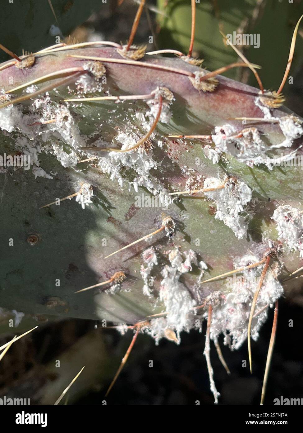 Cochineal Scale Bugs (Dactylopius), Insecta, Santa Rosa and San Jacinto ...