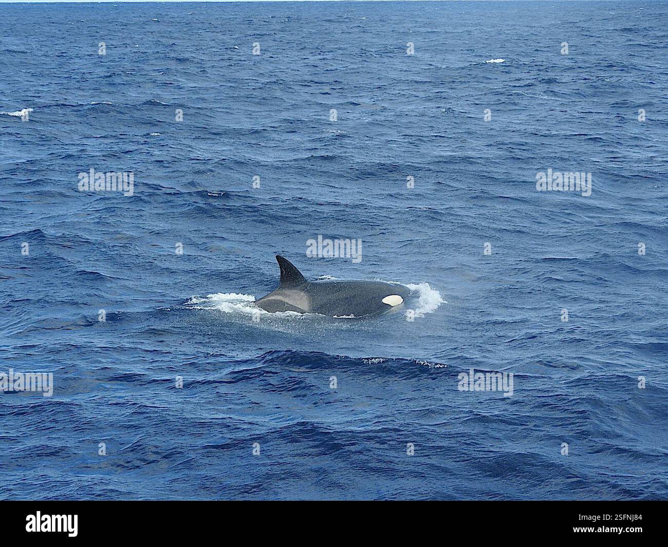 Orca (Orcinus orca), Mammalia, Bremer Bay WA 6338, Australia Stock ...