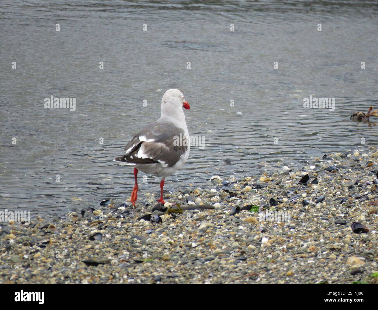 Dolphin Gull (Leucophaeus scoresbii), Aves, Ushuaia, AR-TF, AR Stock ...