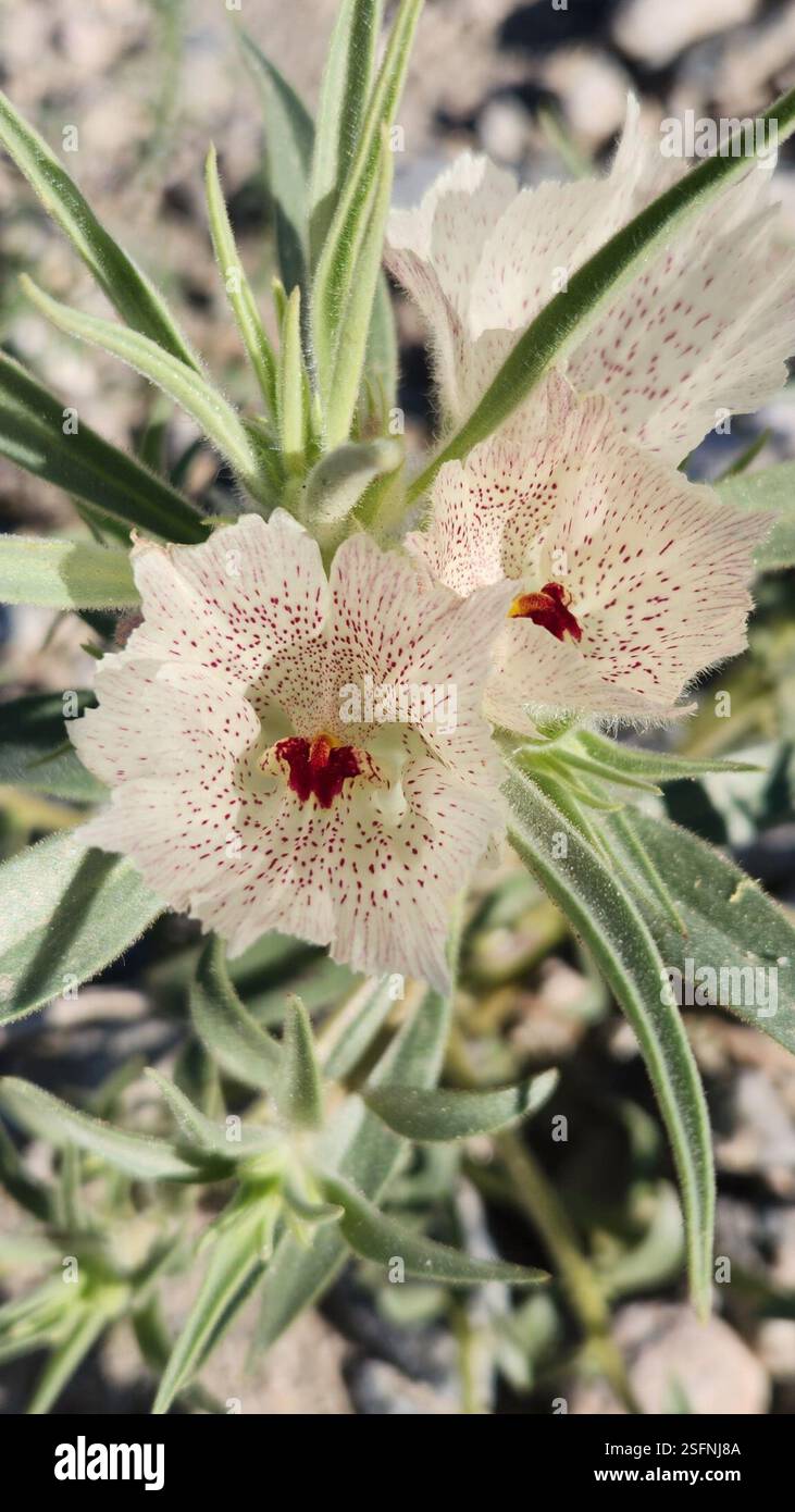 ghost flower (Mohavea confertiflora), Plantae, Riverside County, US-CA ...