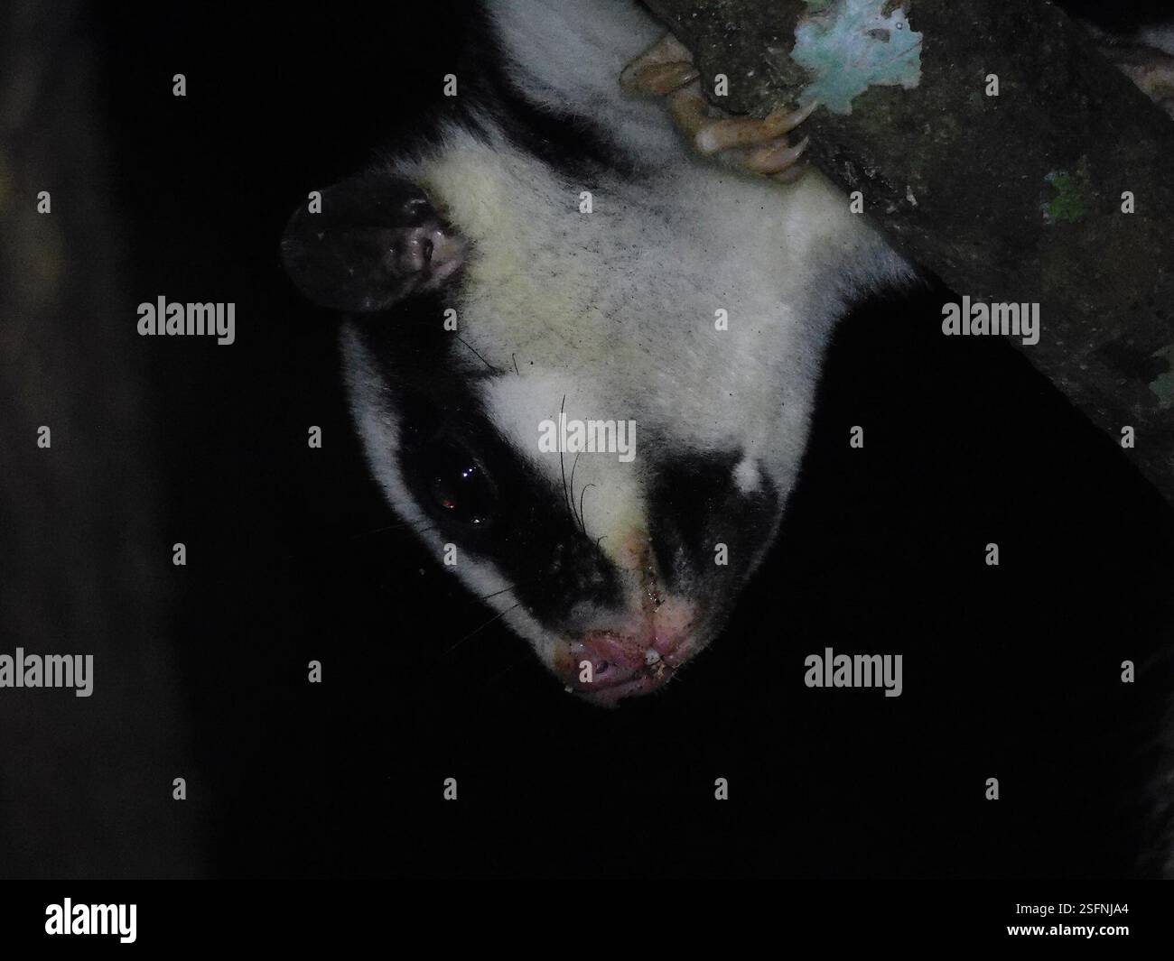 Striped Possum (Dactylopsila trivirgata), Mammalia, Fig Tree Road, East ...