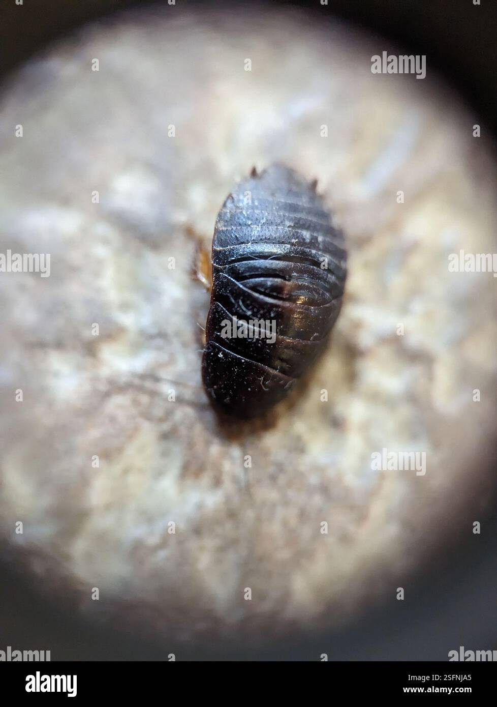 Surinam Cockroach (Pycnoscelus surinamensis), Insecta, Denham Springs ...