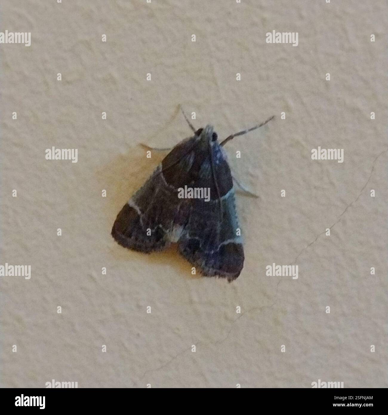 Meal moth (Pyralis farinalis), Insecta, Bahía Blanca, Provincia de ...