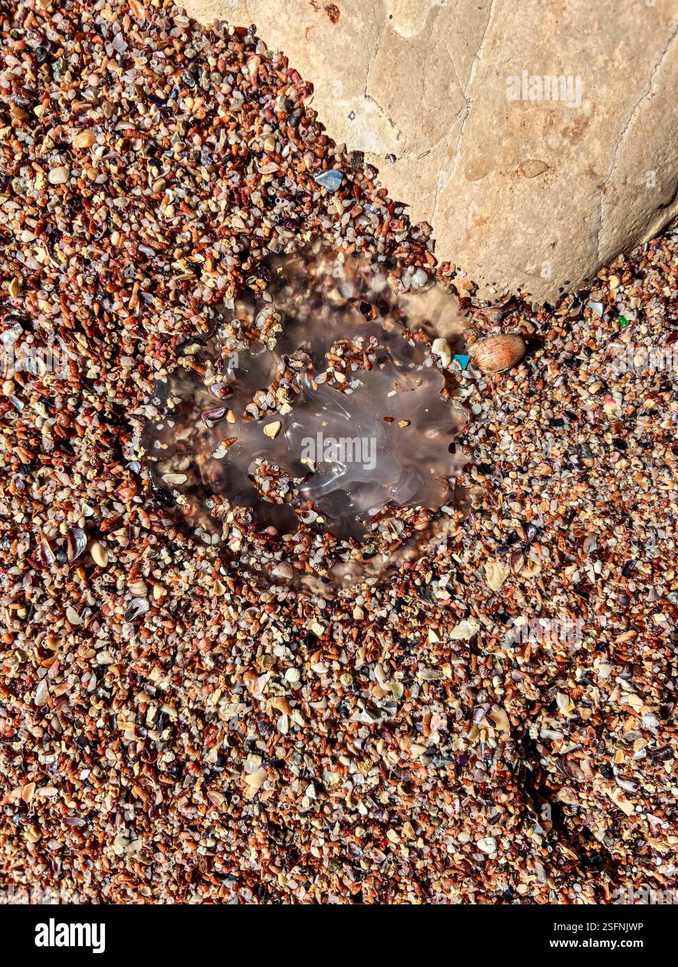 Dead jellyfish on the beach. Jellyfish buried in the sand near a rock ...