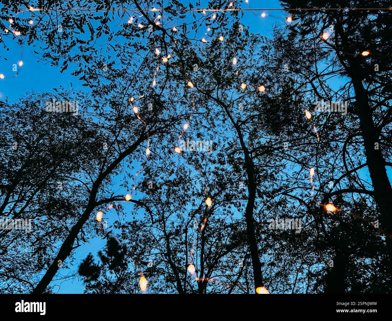 Forest sky with fairy lights, camping theme, camping in the woods ...