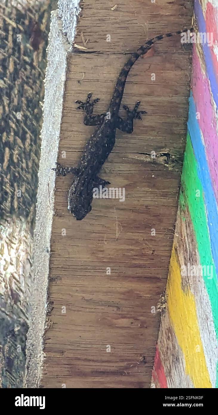 Asian House Gecko (Hemidactylus frenatus), Reptilia, Thornlands QLD ...