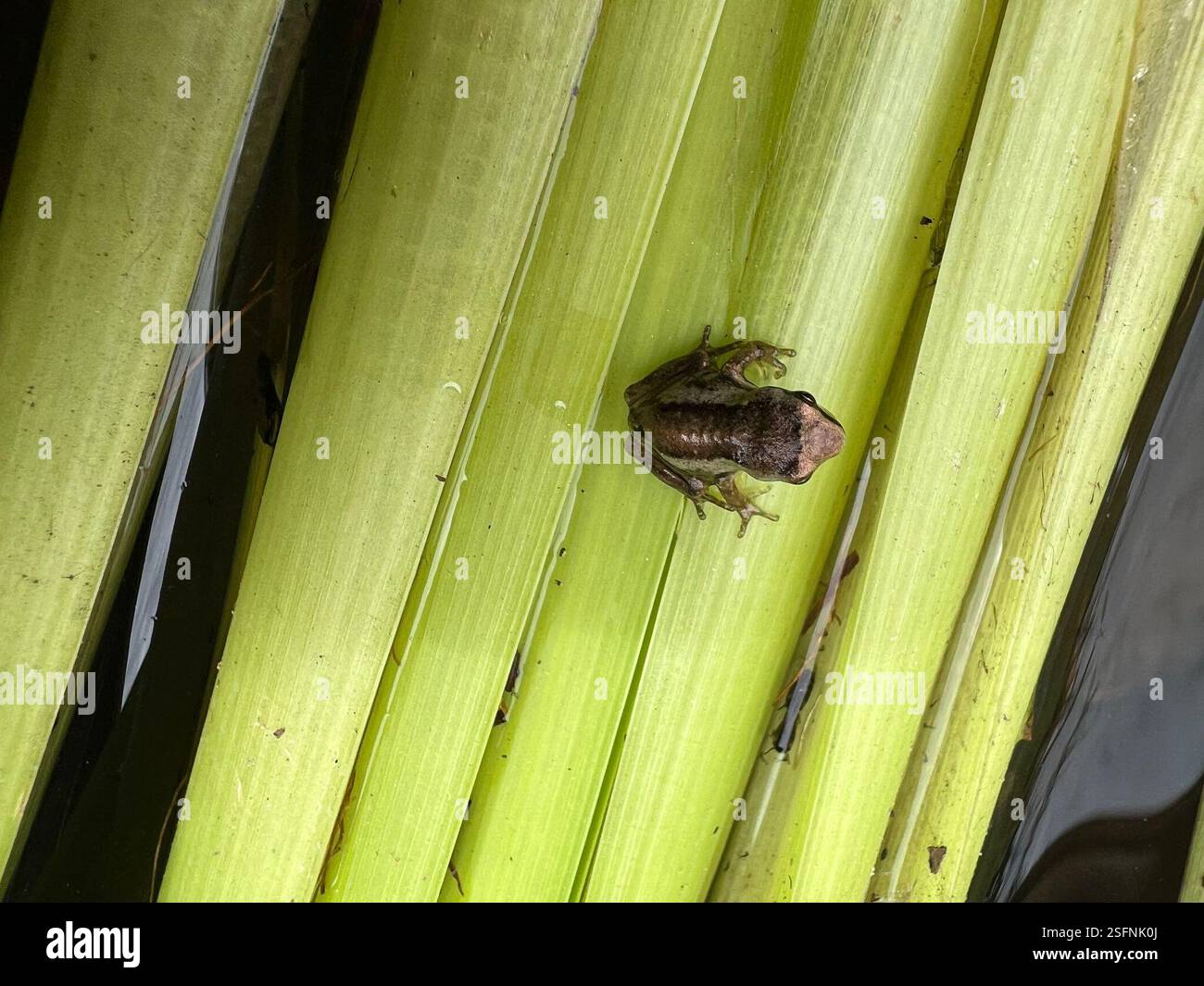 Brown Tree Frog (Litoria ewingii), Amphibia, Tasmania, Cranbrook, TAS ...