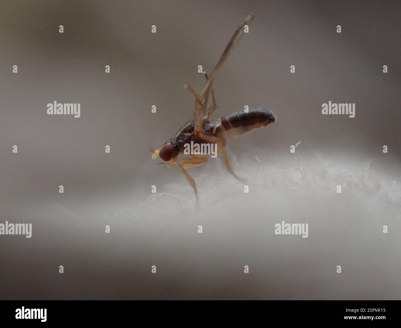 (Scaptomyza), Insecta, Colwood, BC, Canada Stock Photo - Alamy