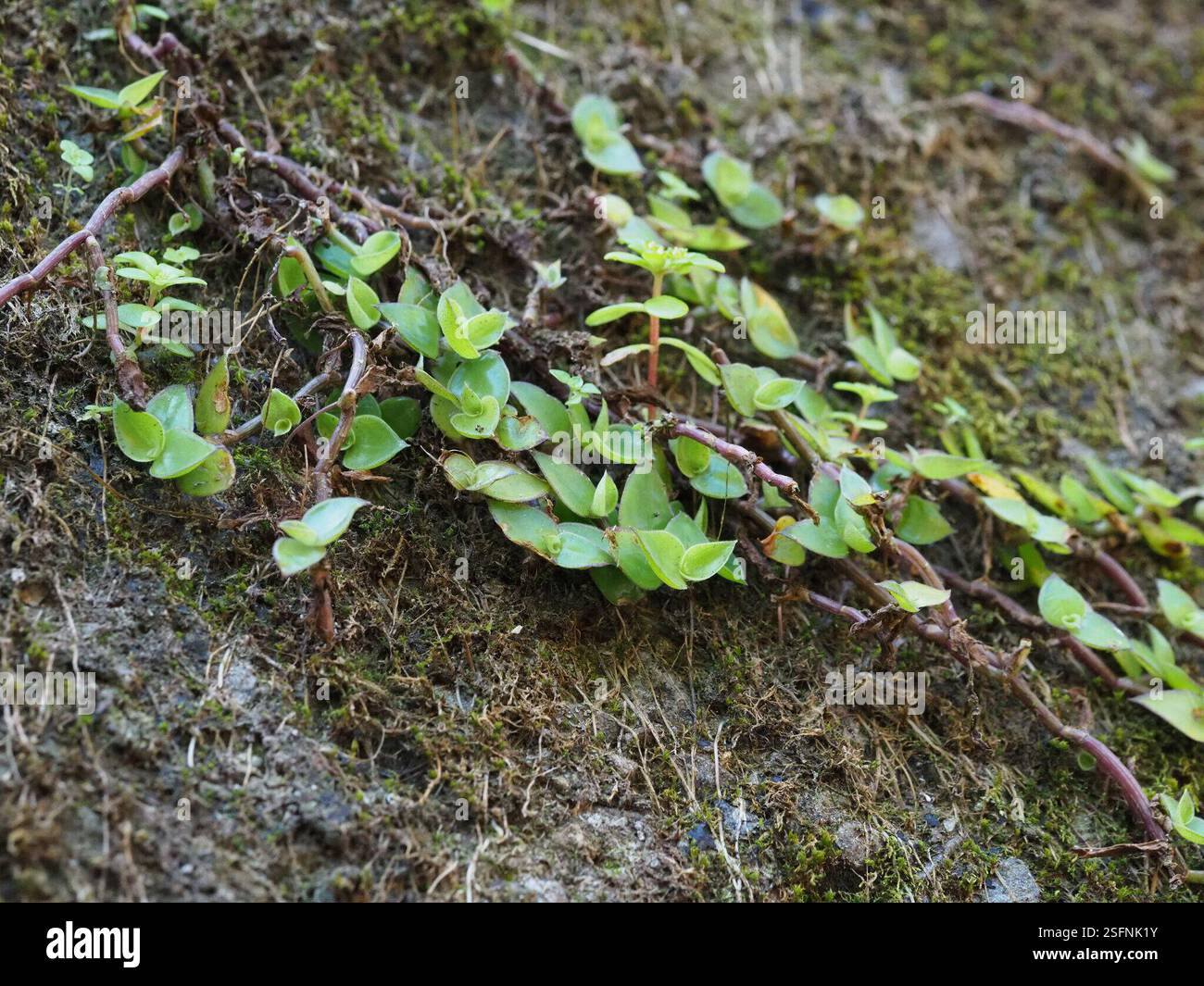 Turtle Vine (Callisia repens), Plantae, 台灣新北市 Stock Photo - Alamy