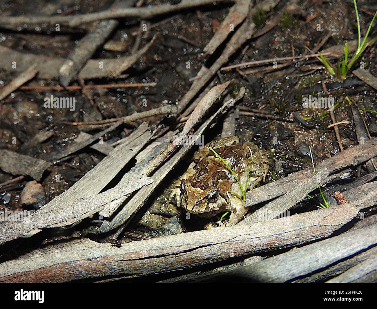 Common Eastern Froglet (Crinia signifera), Amphibia, Hobart TAS ...