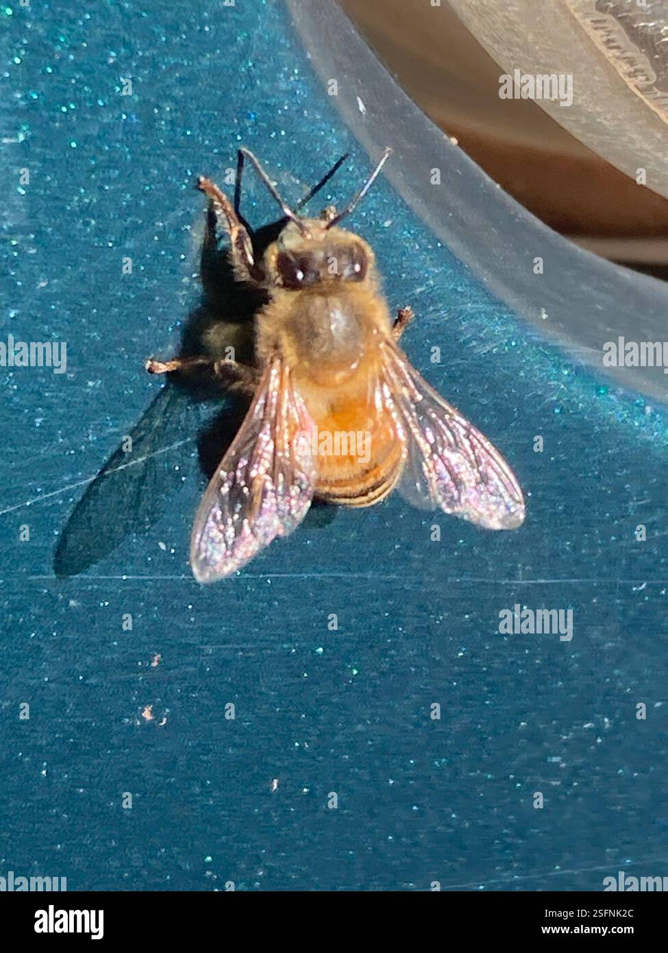Western Honey Bee (Apis mellifera), Insecta, Crystal Beach Park ...