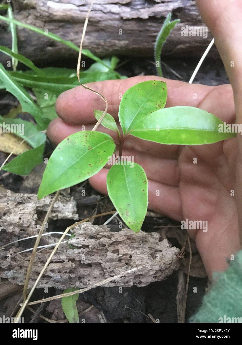 Camphor (Camphora officinarum), Plantae, RRPOHTOP Rimu Ridge, Eskdale ...