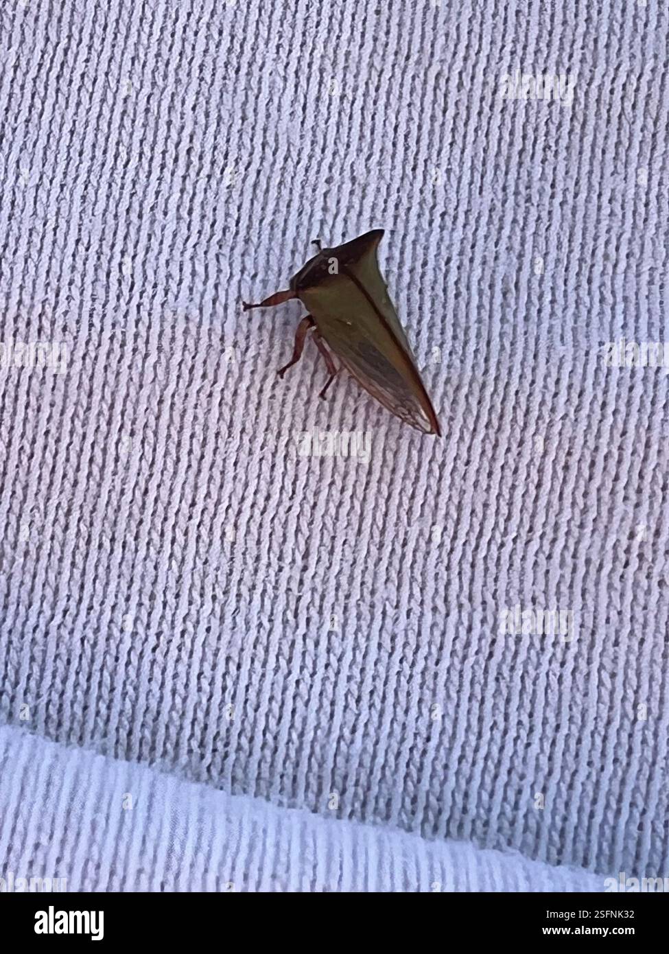 Typical Treehoppers (Membracidae), Insecta, Bonorong Wildlife Sanctuary ...