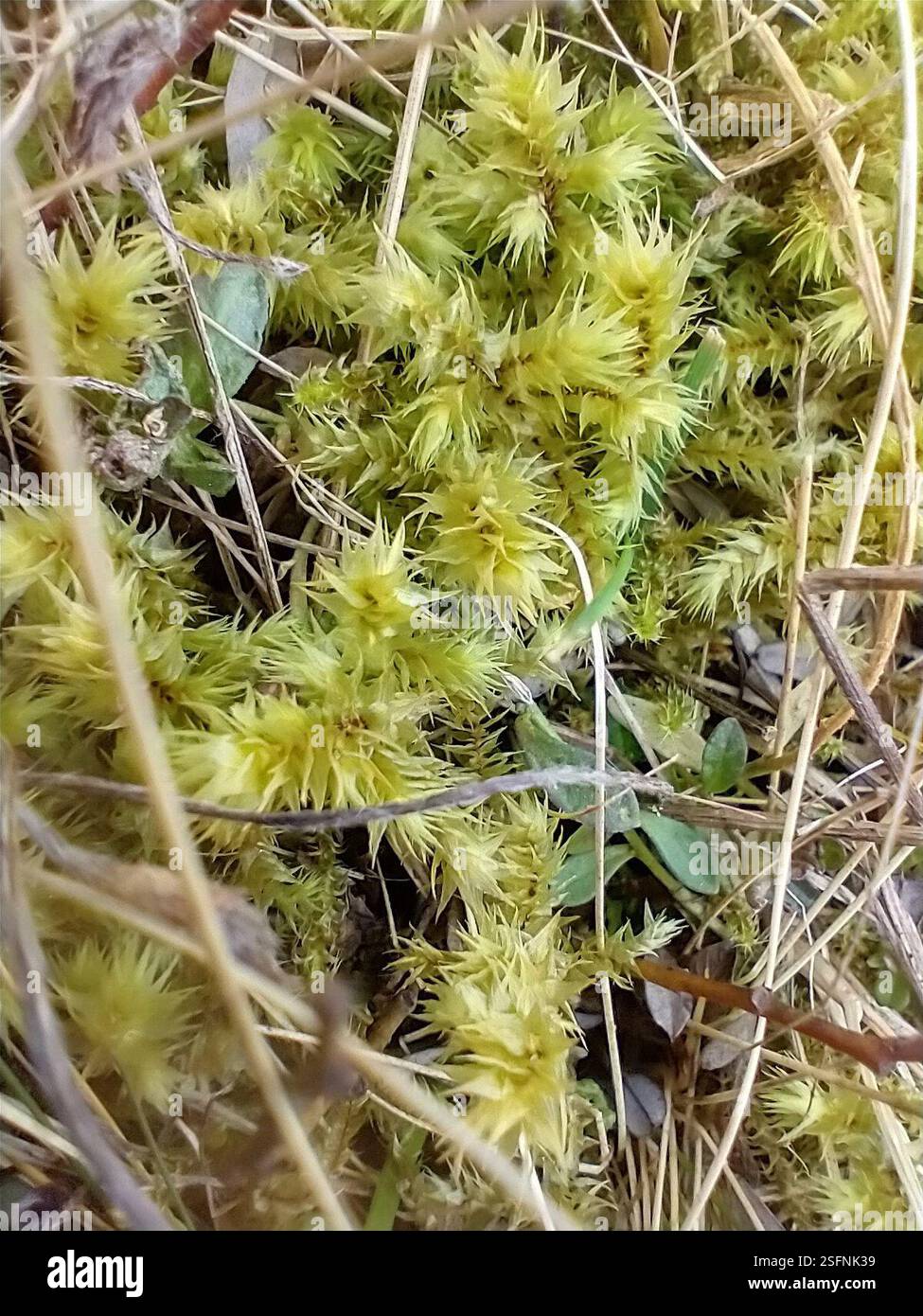rough goose neck moss (Hylocomiadelphus triquetrus), Plantae, 4493 ...