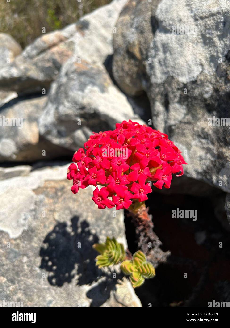 Rochea (Crassula coccinea), Plantae, Table Mountain National Park, Cape ...