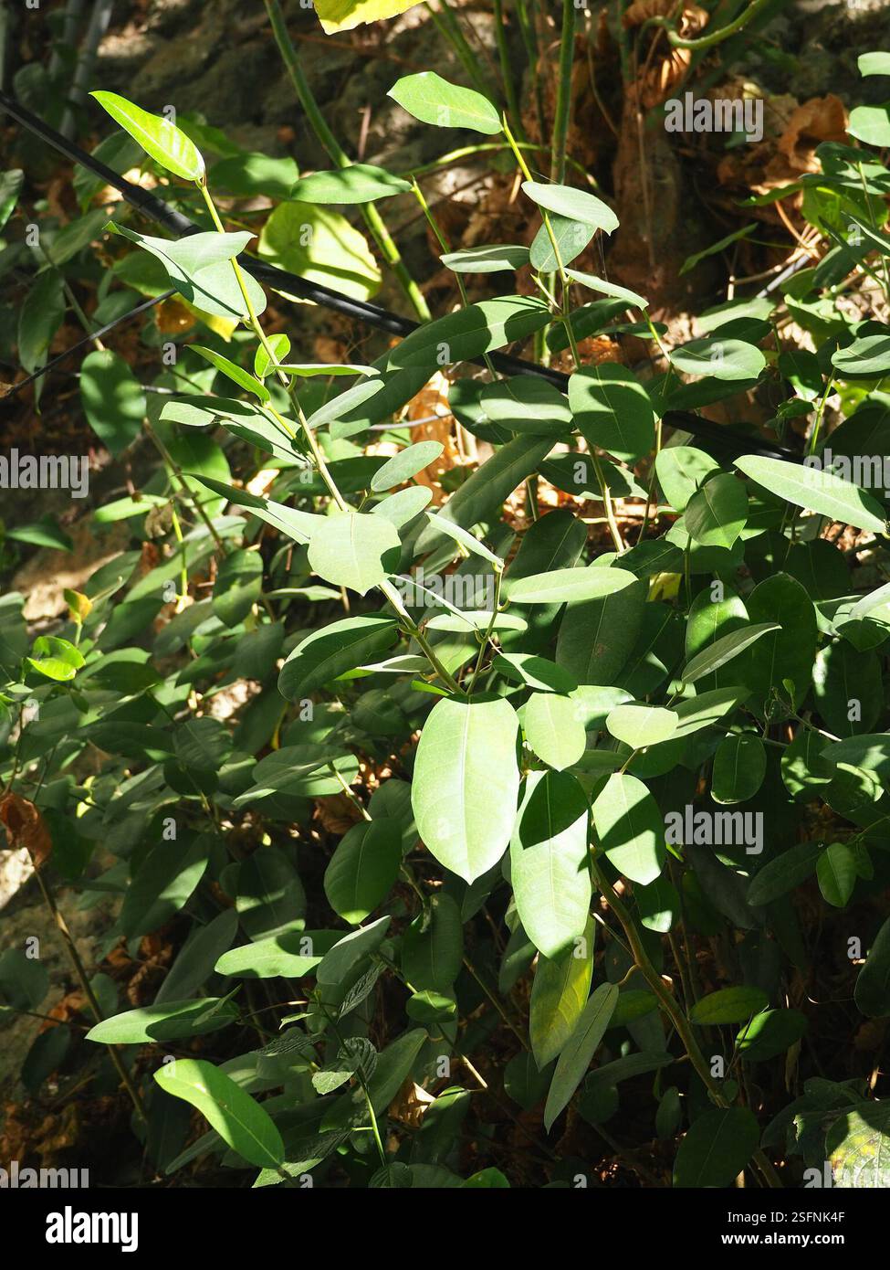 Dye fig (Ficus tinctoria), Plantae, 台灣高雄市鼓山區高雄 Stock Photo - Alamy