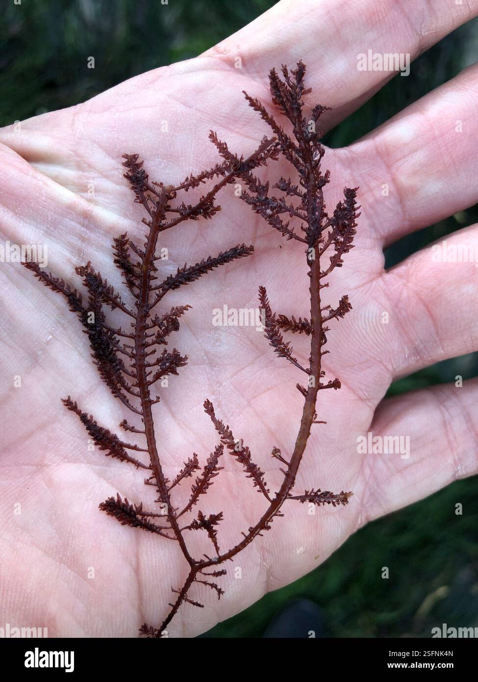 Southern Sea Fern (Ptilota filicina), Plantae, Monterey Bay, Santa Cruz ...