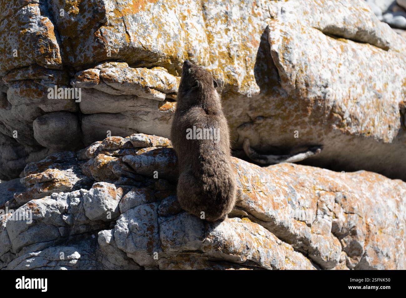 Cape Rock Hyrax (Procavia capensis capensis), Mammalia, South Atlantic ...