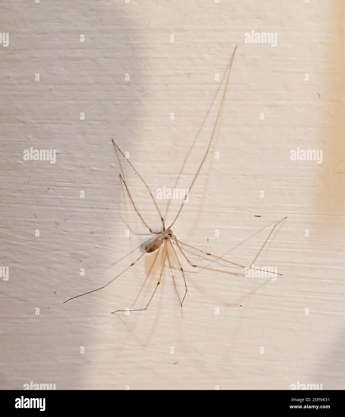 Common Cellar Spiders (Pholcus), Arachnida, Pennsylvania, US Stock ...