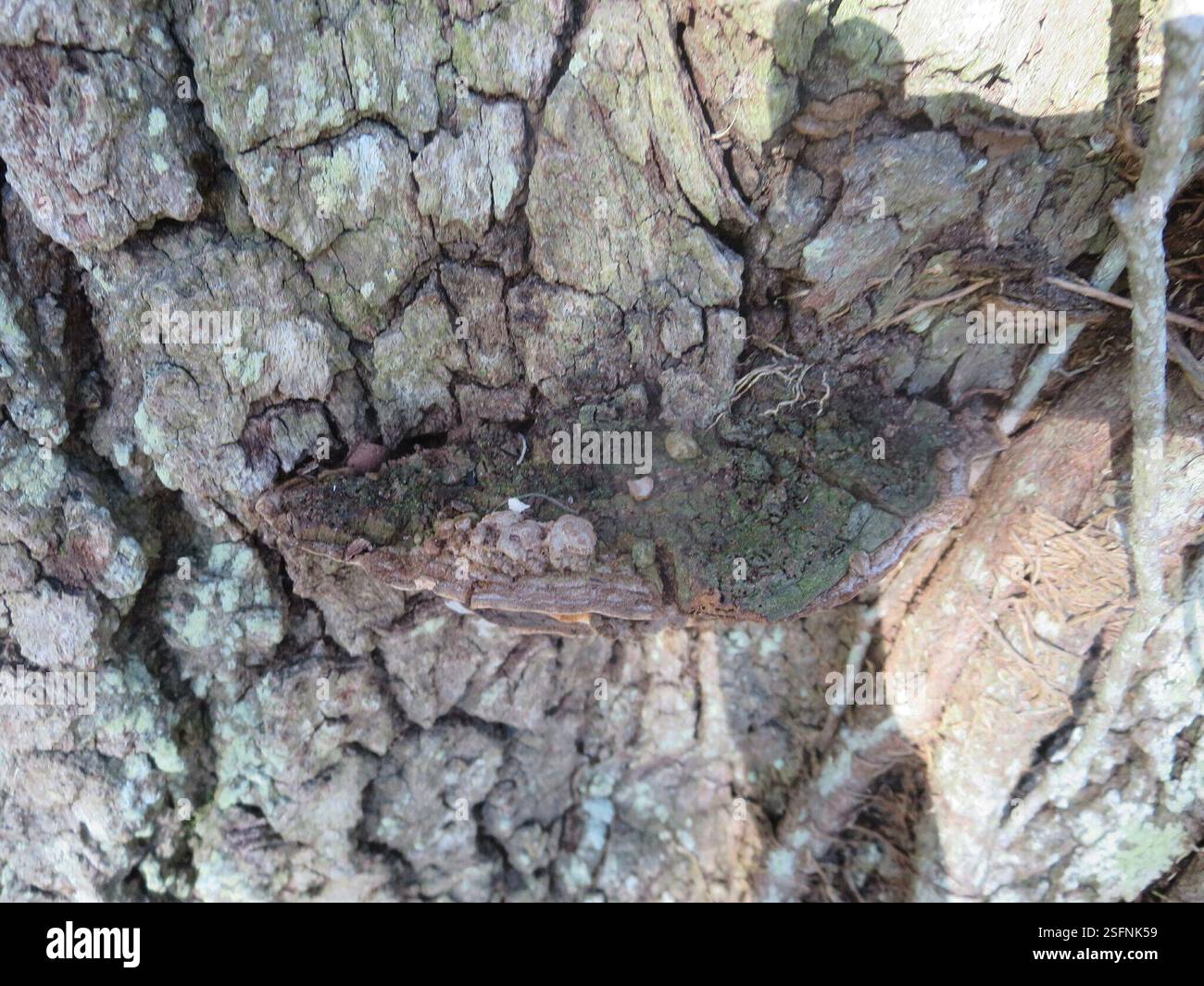 southern live oak (Quercus virginiana), Plantae, Windsor Forest ...