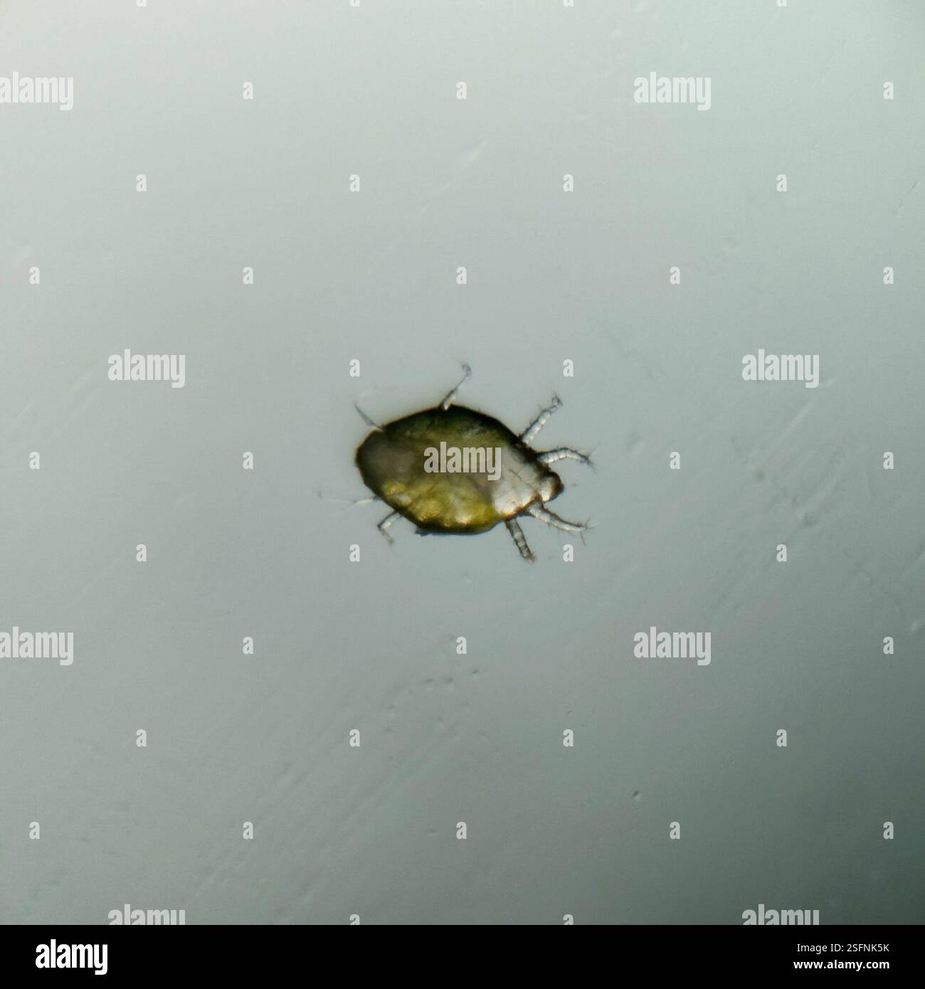 (Astigmata), Arachnida, Escuela Tlalnecapam, Asociado a flores de ...