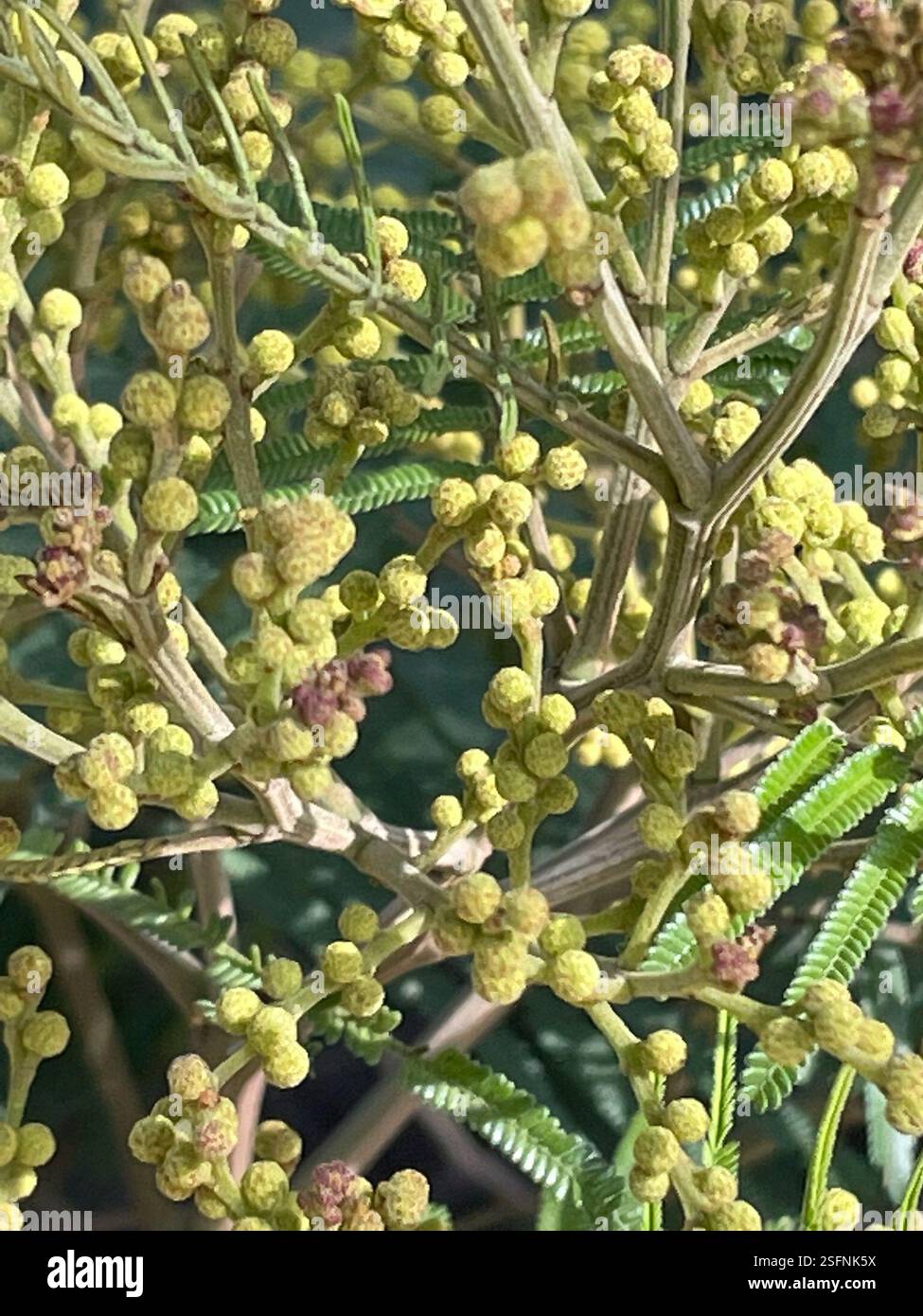 Acacias, Mimosas, mesquites, and allies (Mimosoideae), Plantae, Santo ...