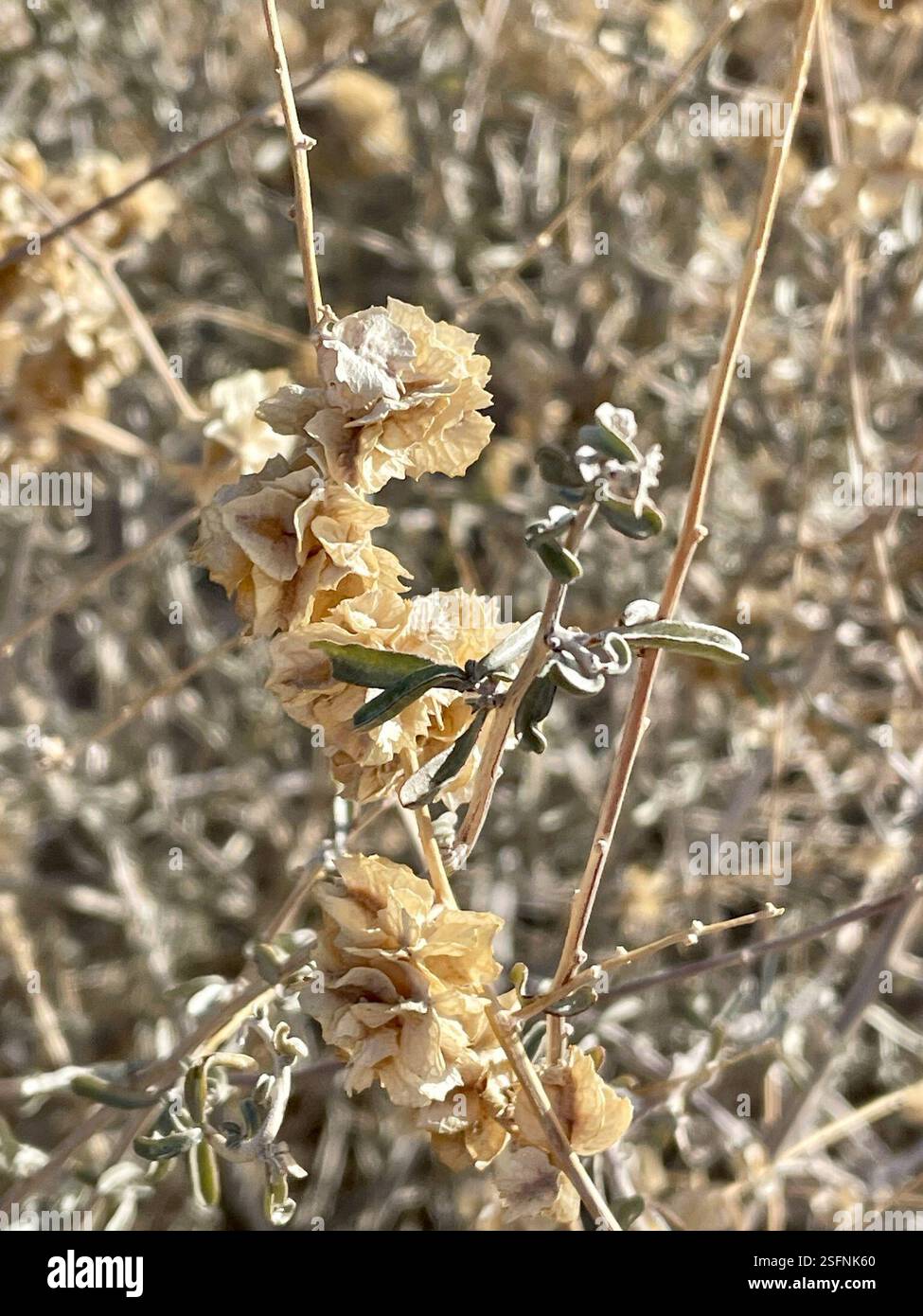 Fourwing Saltbush (Atriplex canescens), Plantae, Joshua Tree National ...