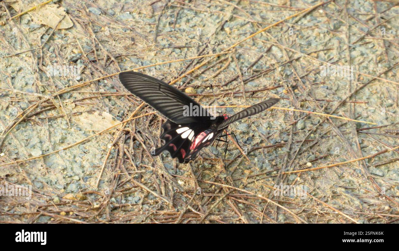 Common Rose Swallowtail (Pachliopta aristolochiae), Insecta, Hat Kham ...