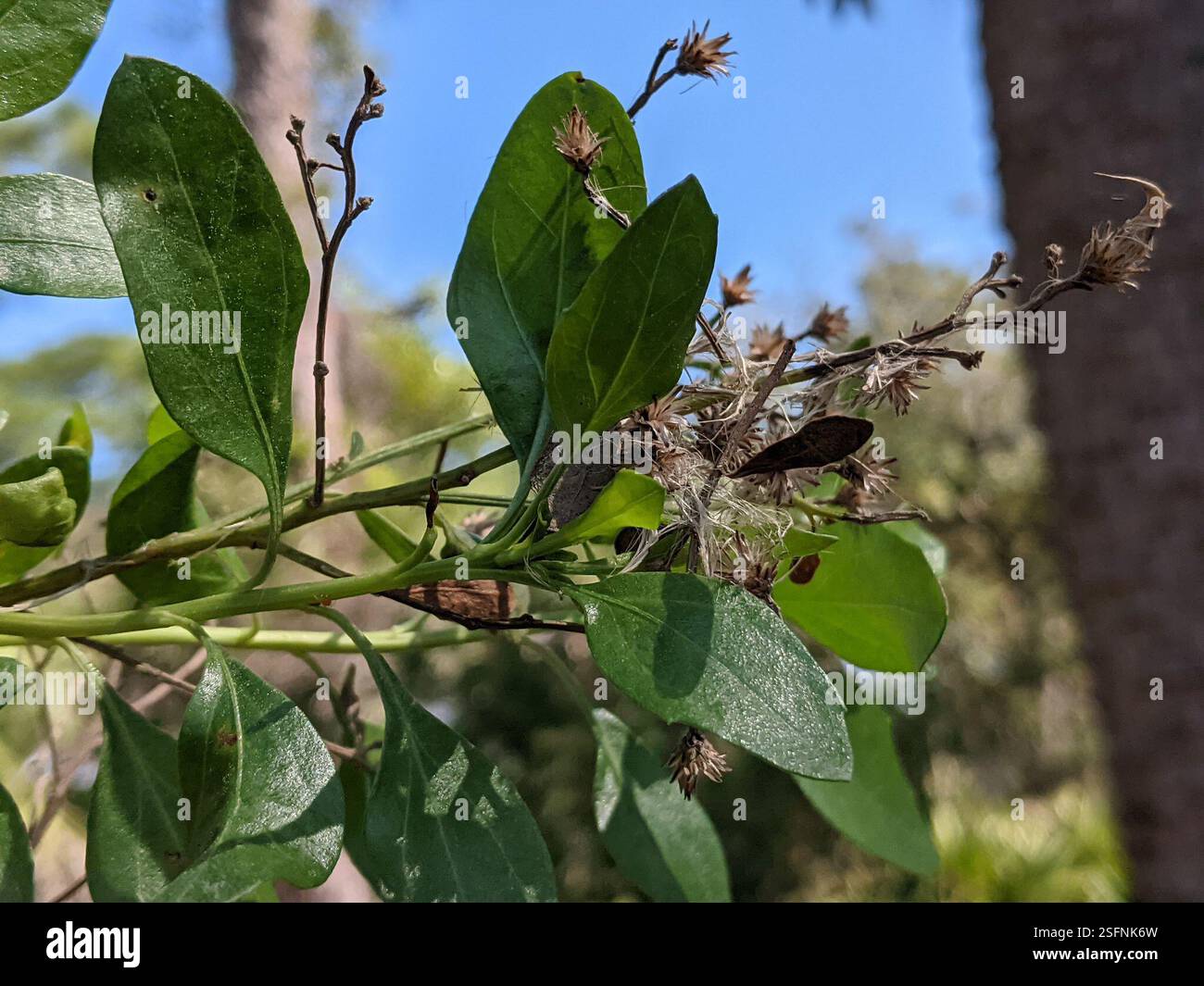 groundsel tree (Baccharis halimifolia), Plantae, Dunedin, FL, USA Stock ...