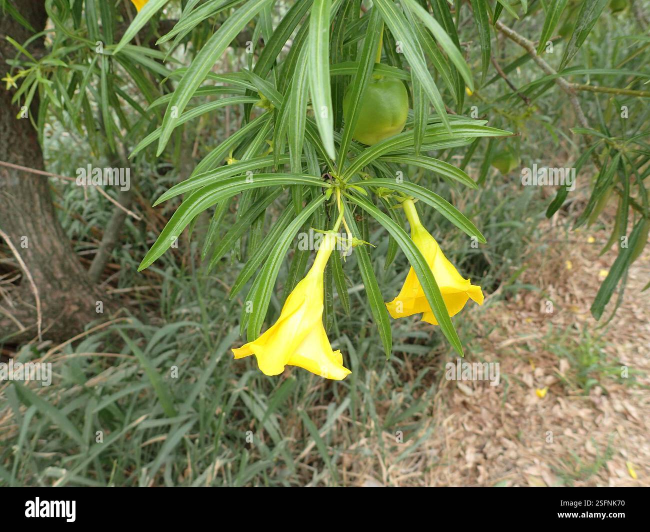 Be-still tree (Cascabela thevetia), Plantae, Reserva Ecológica de ...