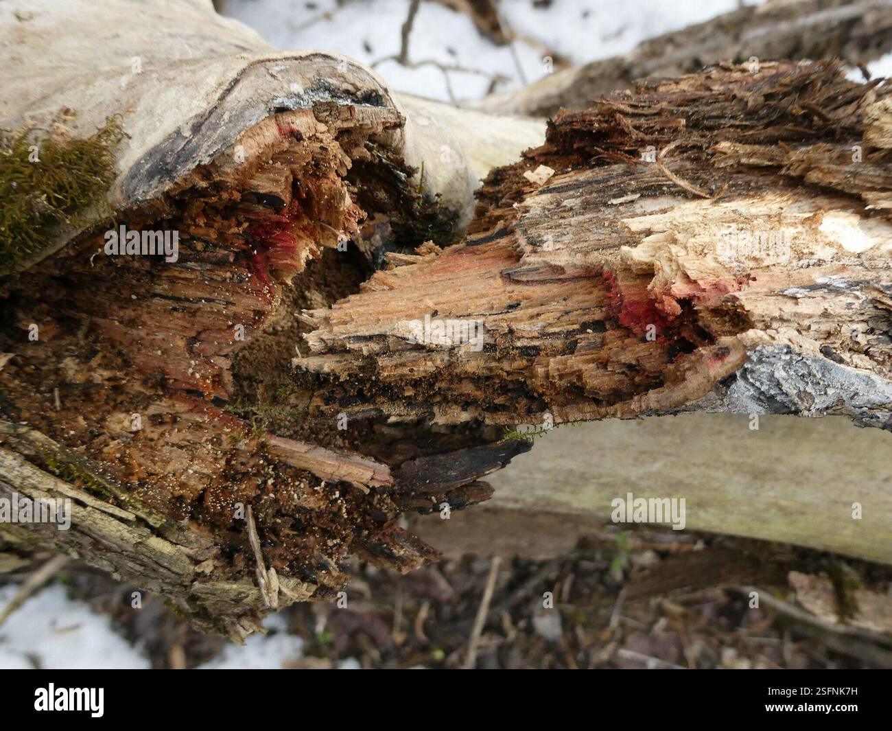 (Fusarium), Fungi, Waterbury Village Historic District, VT 05676, USA ...