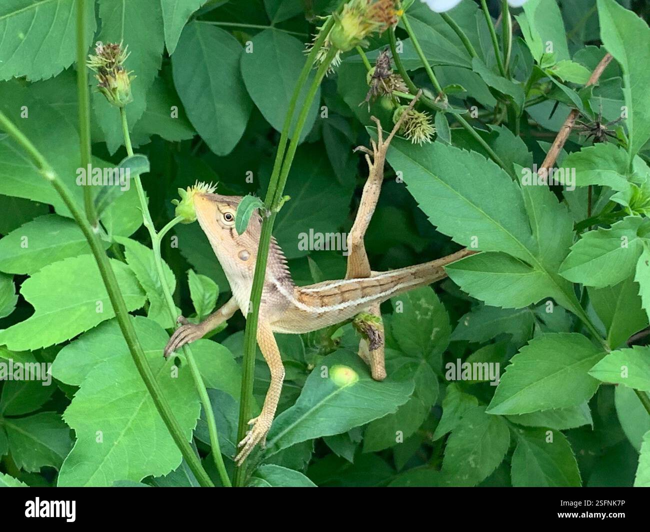 Oriental Garden Lizard (Calotes versicolor), Reptilia, Than Sadet-Ko ...
