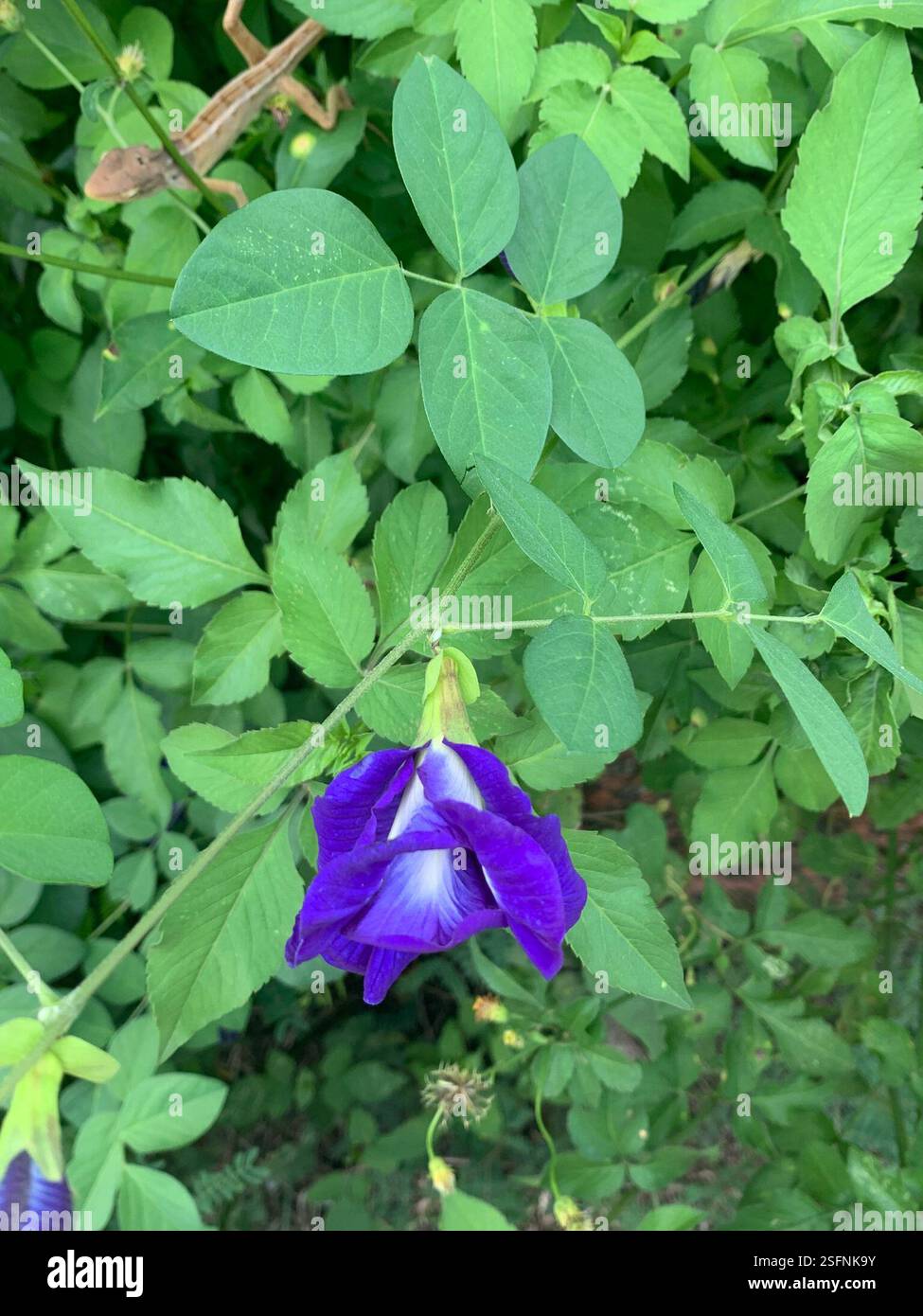 Blue Pea (Clitoria ternatea), Plantae, Than Sadet-Ko Pha-Ngan National ...