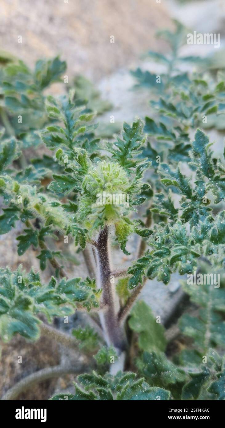 Notch-leaf Scorpionweed (Phacelia crenulata), Plantae, Riverside County ...