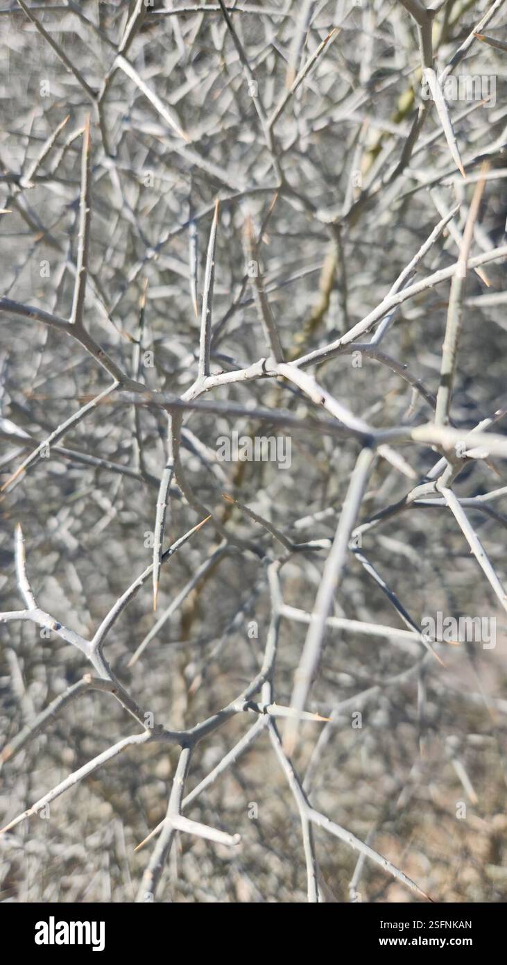 Smoke Tree (Psorothamnus spinosus), Plantae, Riverside County, US-CA ...