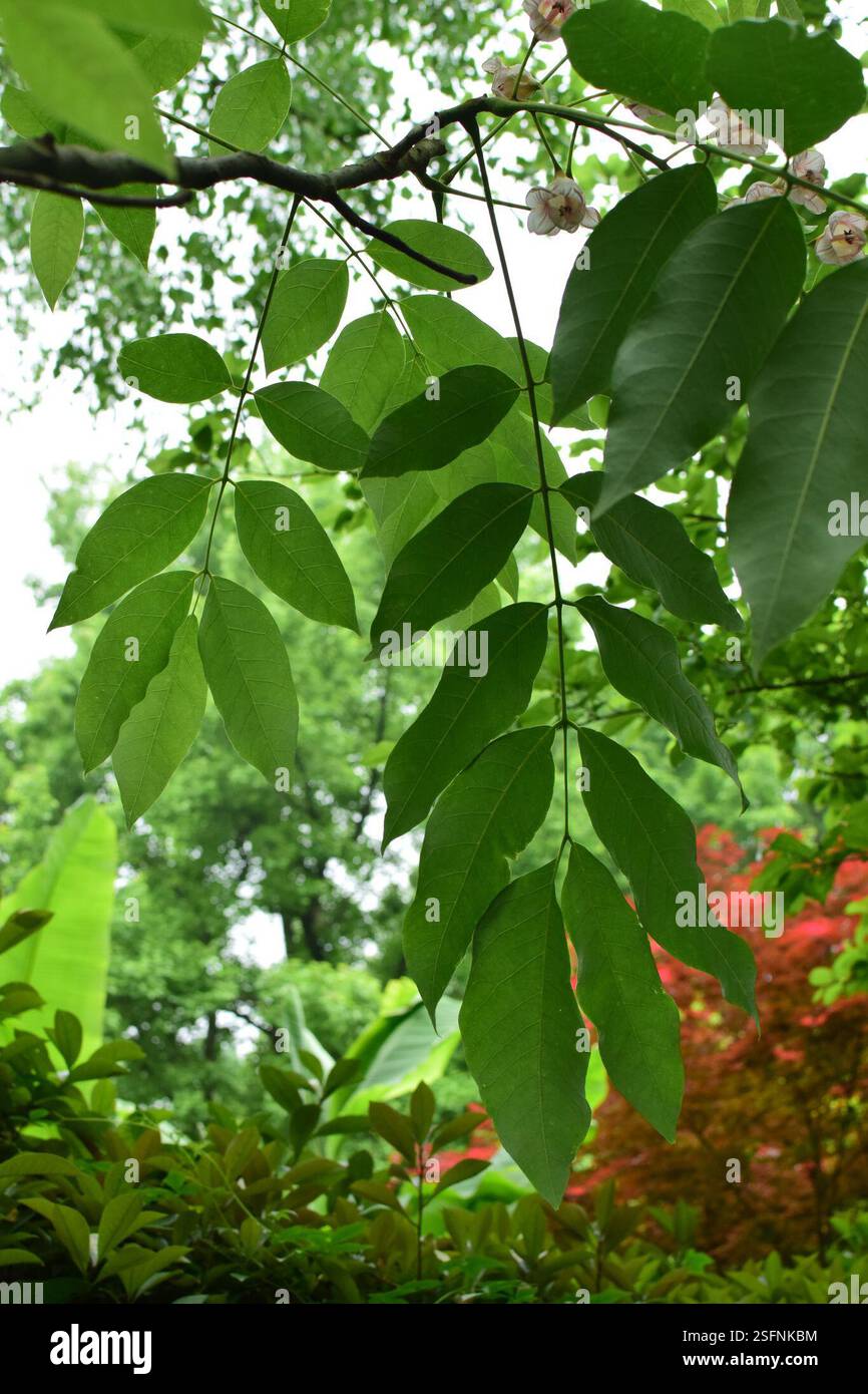 (Bretschneidera sinensis), Plantae, Hangzhou, CN-ZJ, CN Stock Photo - Alamy