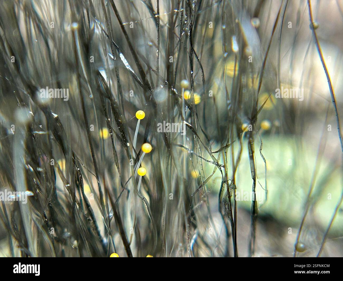(Phycomyces), Fungi, Morro Dunes Ecological Reserve, Los Osos, CA, US ...