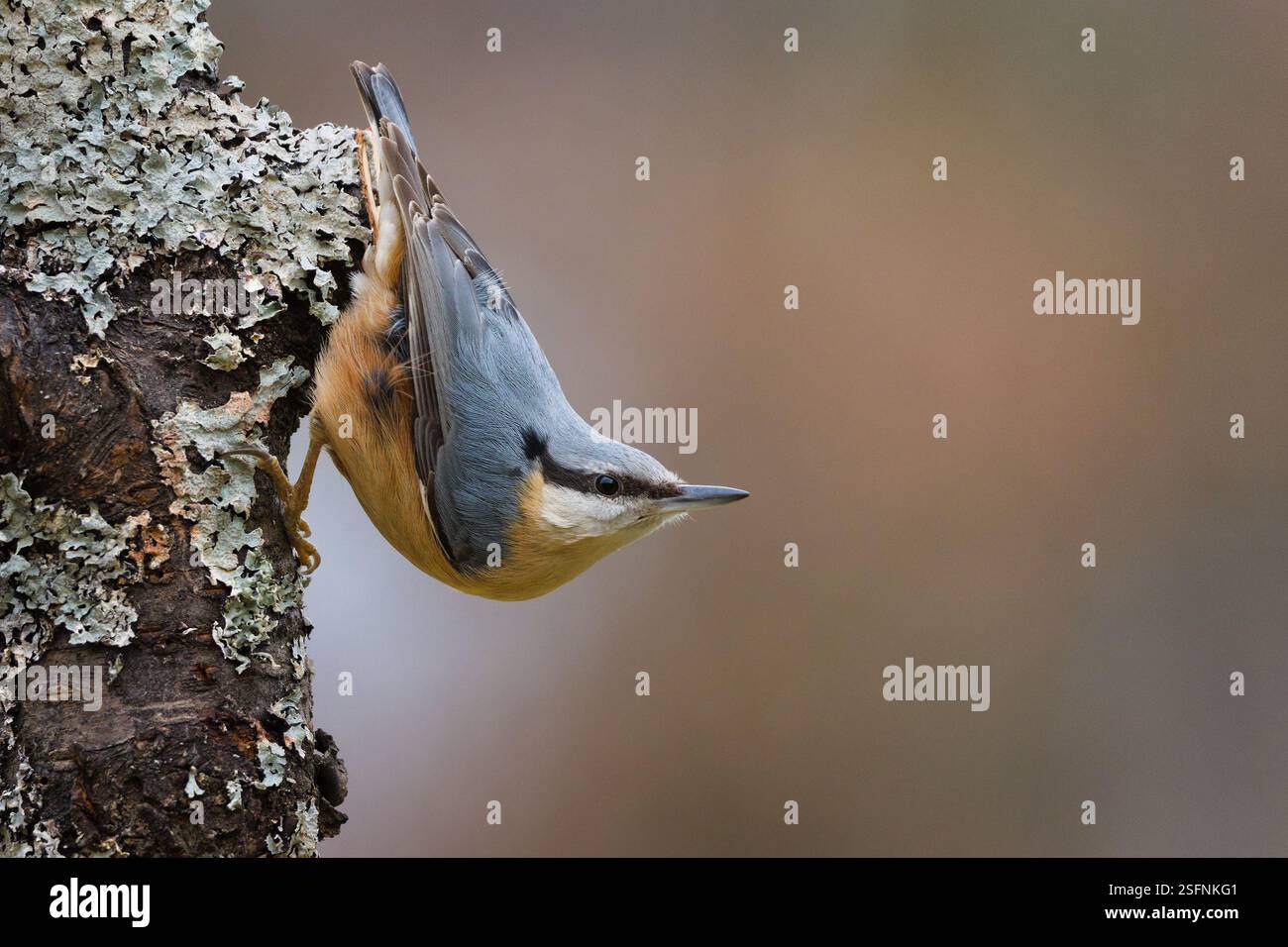 Common bird Sitta europaea aka Eurasian nuthatch is crawling on the ...